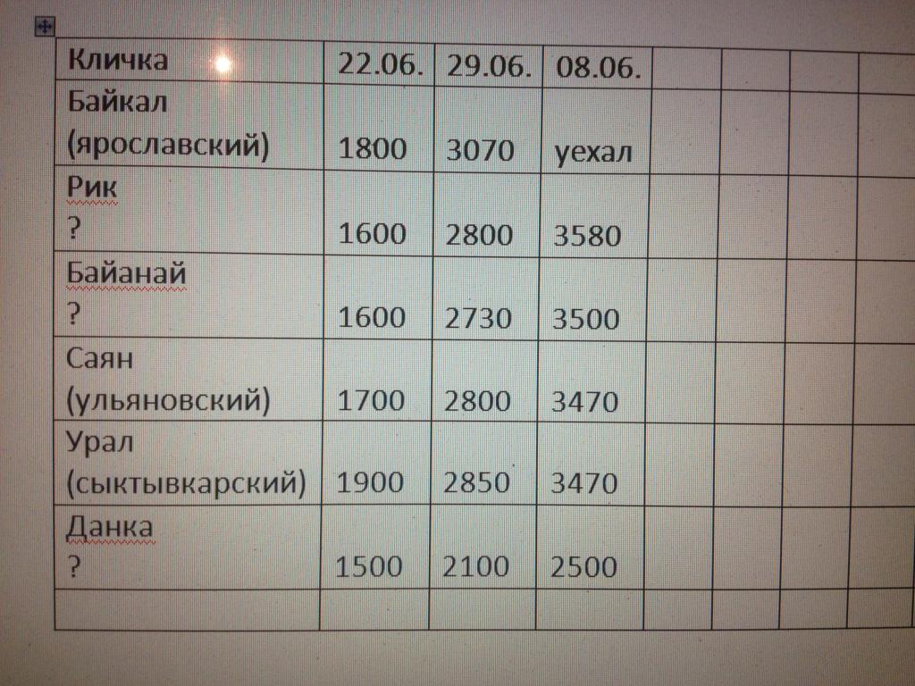 Щенки РЕЛ. Пермь. - Объявления - ОХОТА С ЛАЙКОЙ