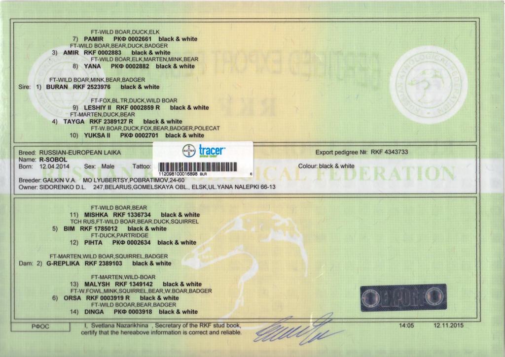 Продаётся кобель русско-европейской лайки, в Беларуси - Объявления ...